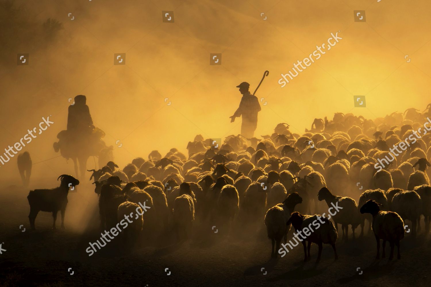 Shepherds Herd Sheep Across Dusty Landscape Editorial Stock Photo ...