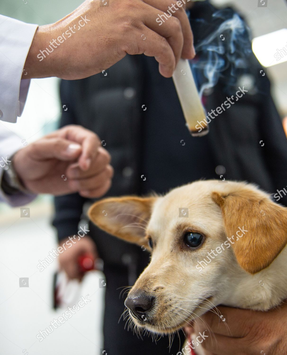 Pet Dog Receives Moxibustion Therapy Veterinary Editorial Stock Photo ...