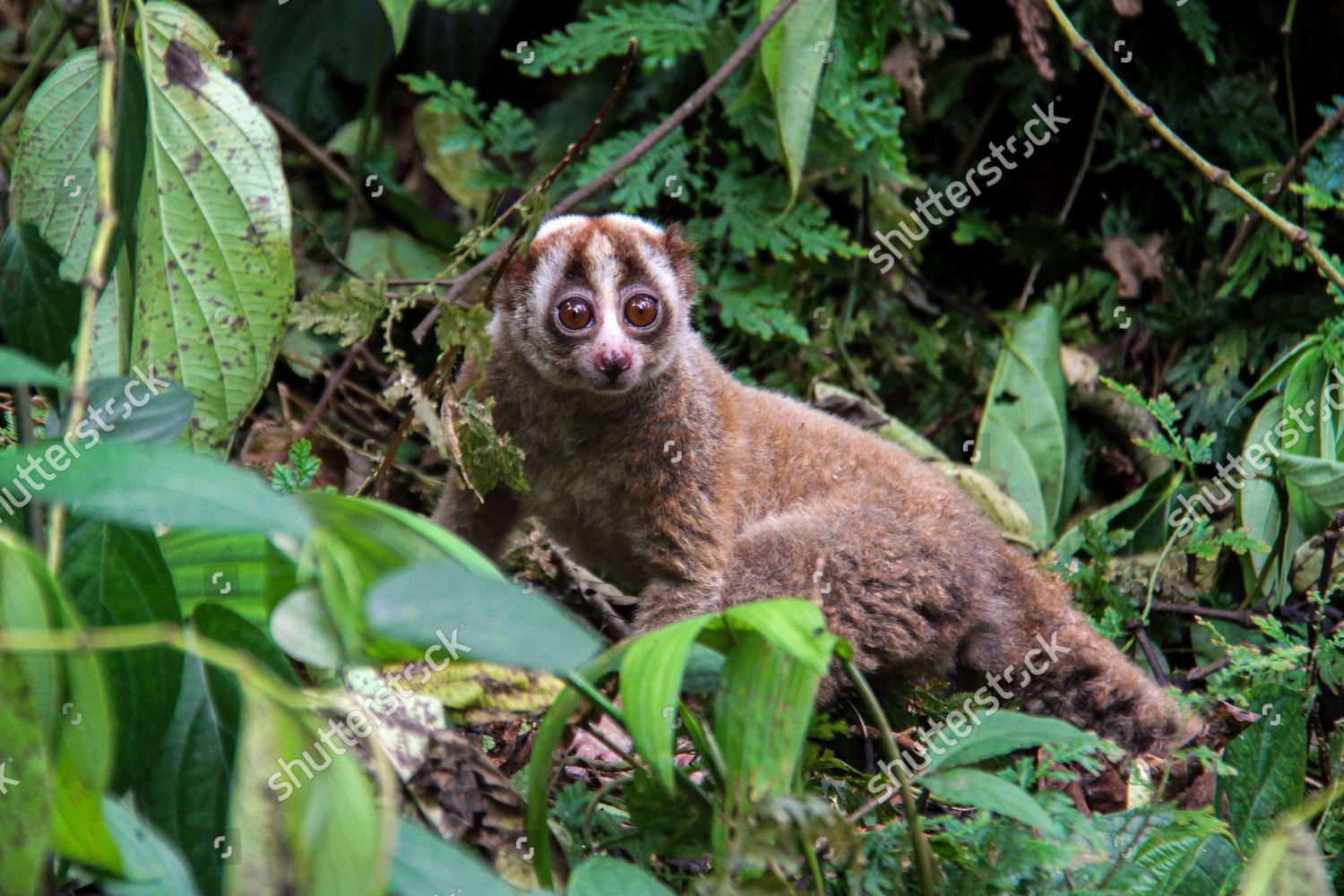 Javan Slow Loris Pictured After Being Editorial Stock Photo - Stock ...