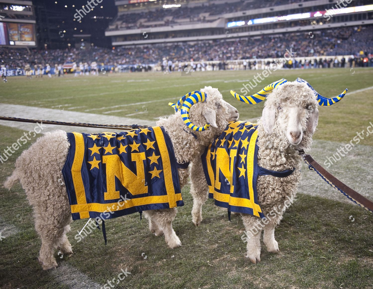 Us Naval Academy Goat Mascots Billy Editorial Stock Photo - Stock Image ...