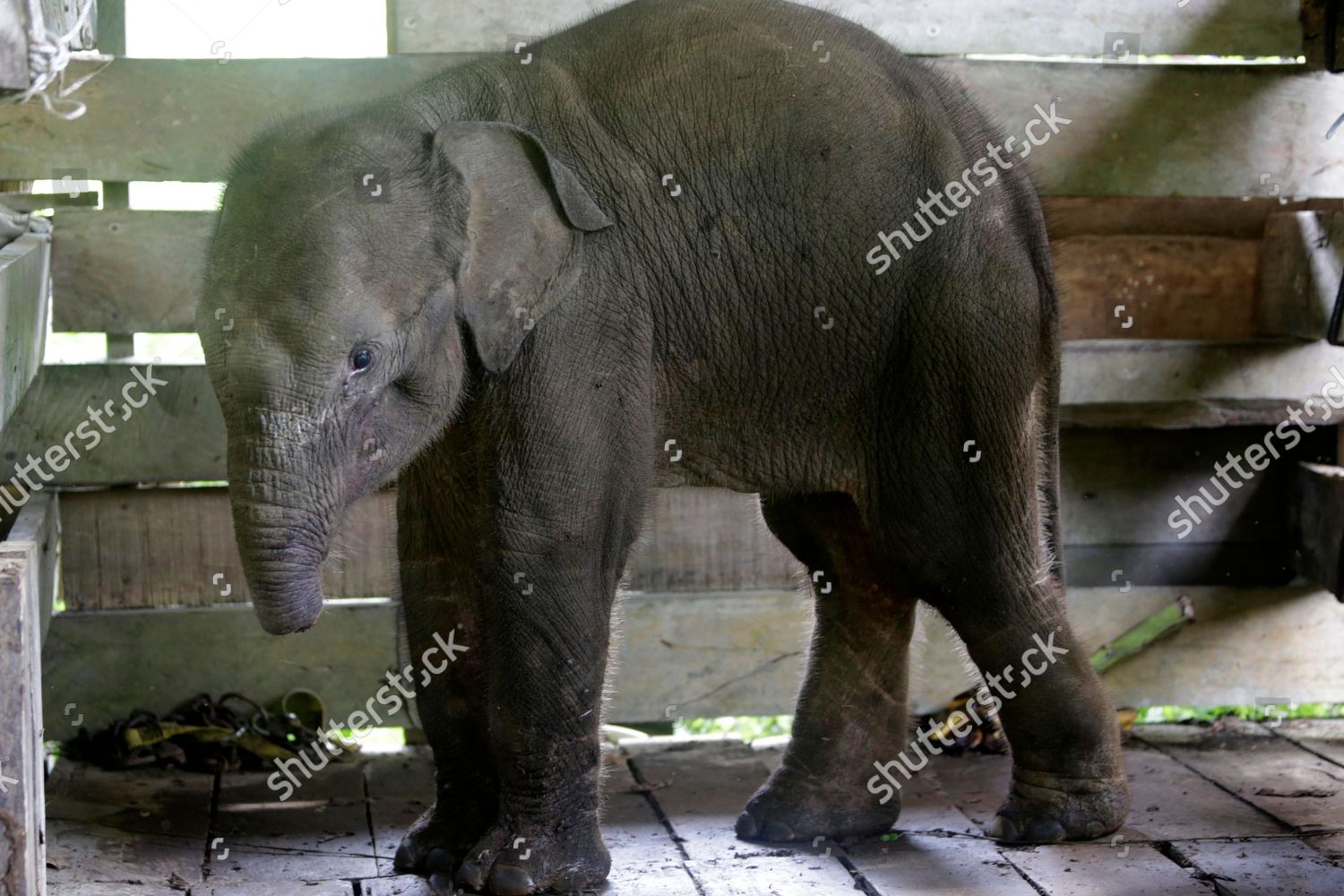 Sumatran Elephant Calf Amputated Half Trunk Editorial Stock Photo ...