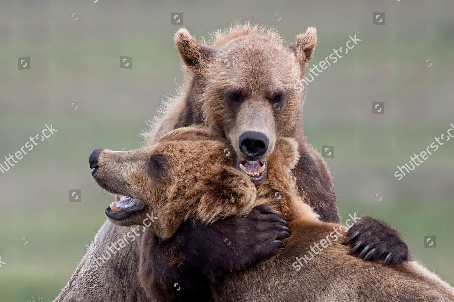 Pair Battling Bears Embrace 6 Year Editorial Stock Photo - Stock Image ...