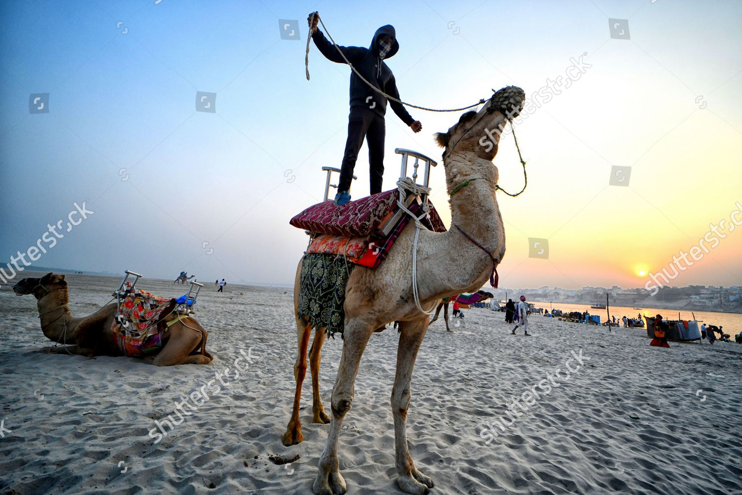Man Seen Riding Camel On Beach Editorial Stock Photo - Stock Image ...