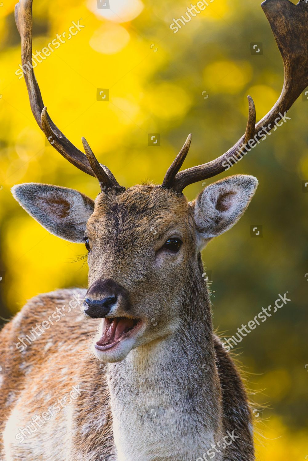 Youre Bit Silly Deer Deer Pokes Editorial Stock Photo - Stock Image ...