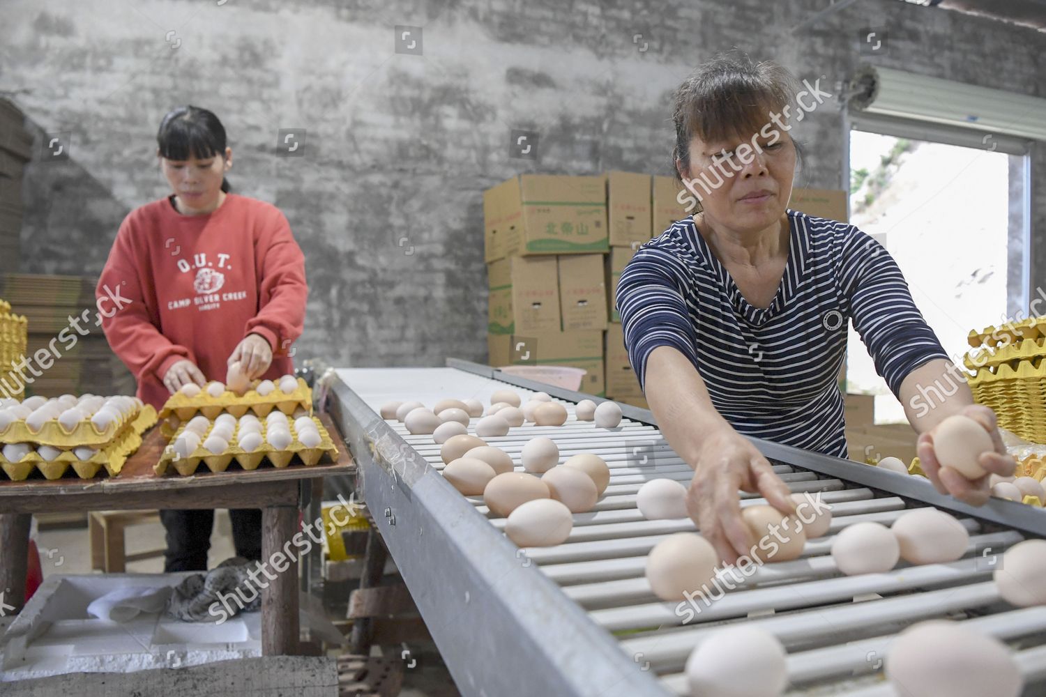 Workers Sort Eggs Hen Breeding Plant Editorial Stock Photo - Stock ...