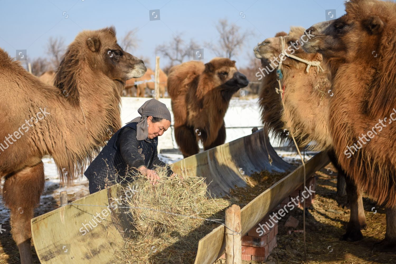 Breeder Feeds Camels Fodder Fuhai County Editorial Stock Photo - Stock ...
