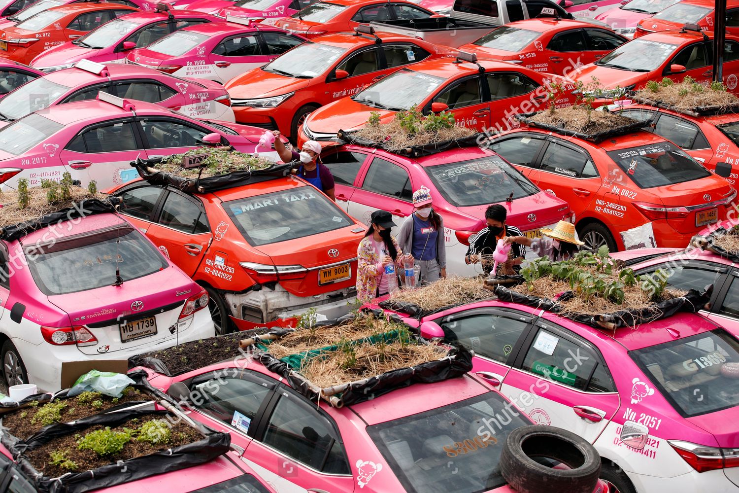 Thai Taxi Companys Staff Members Planted Editorial Stock Photo - Stock ...