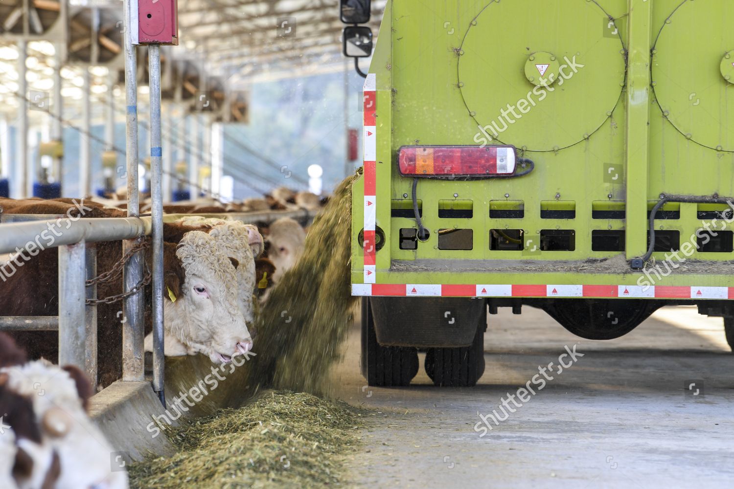 Mobile Feeding Truck Feeds Cattle Cattle Editorial Stock Photo - Stock ...