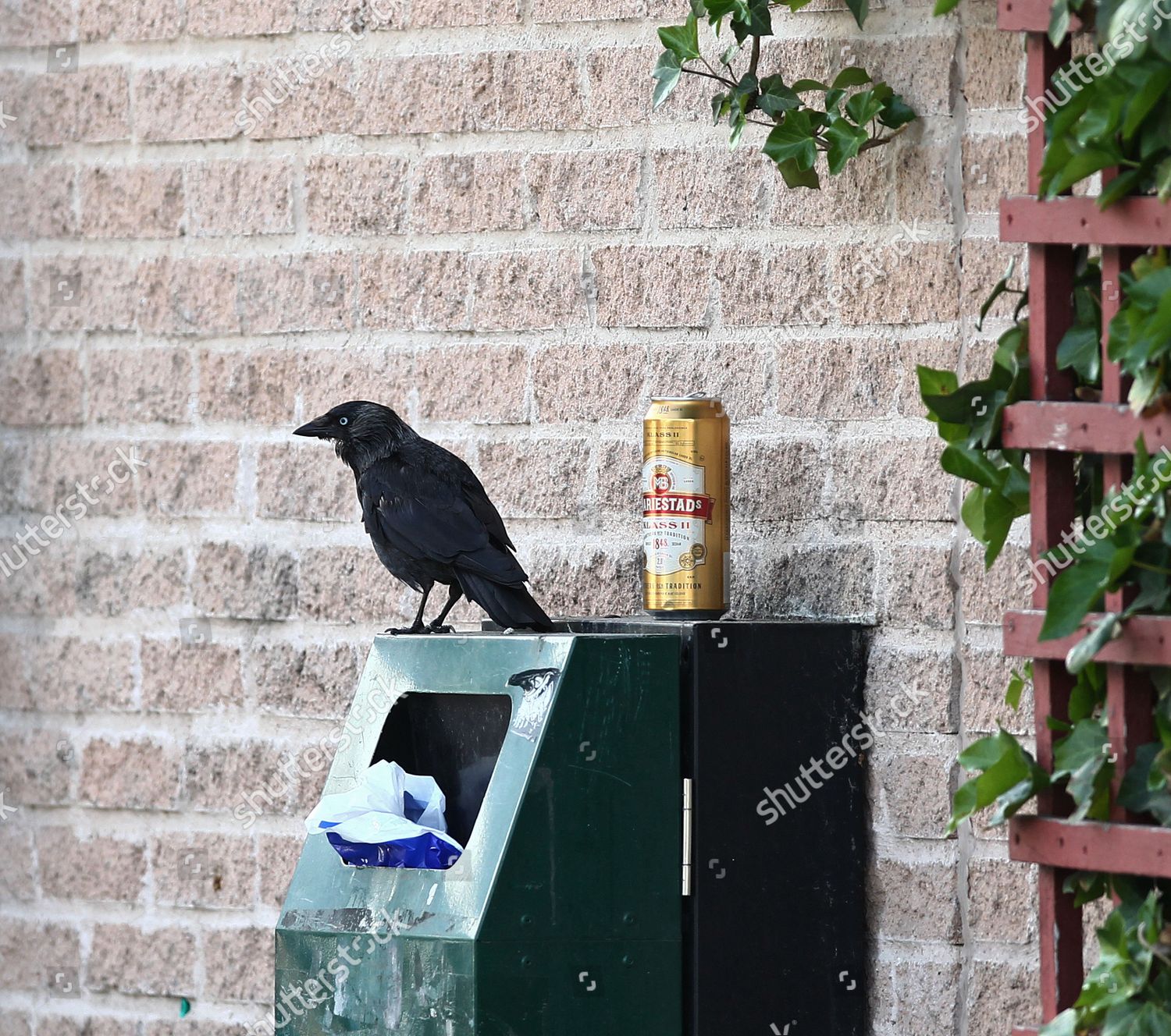 Bird Beer Editorial Stock Photo - Stock Image | Shutterstock