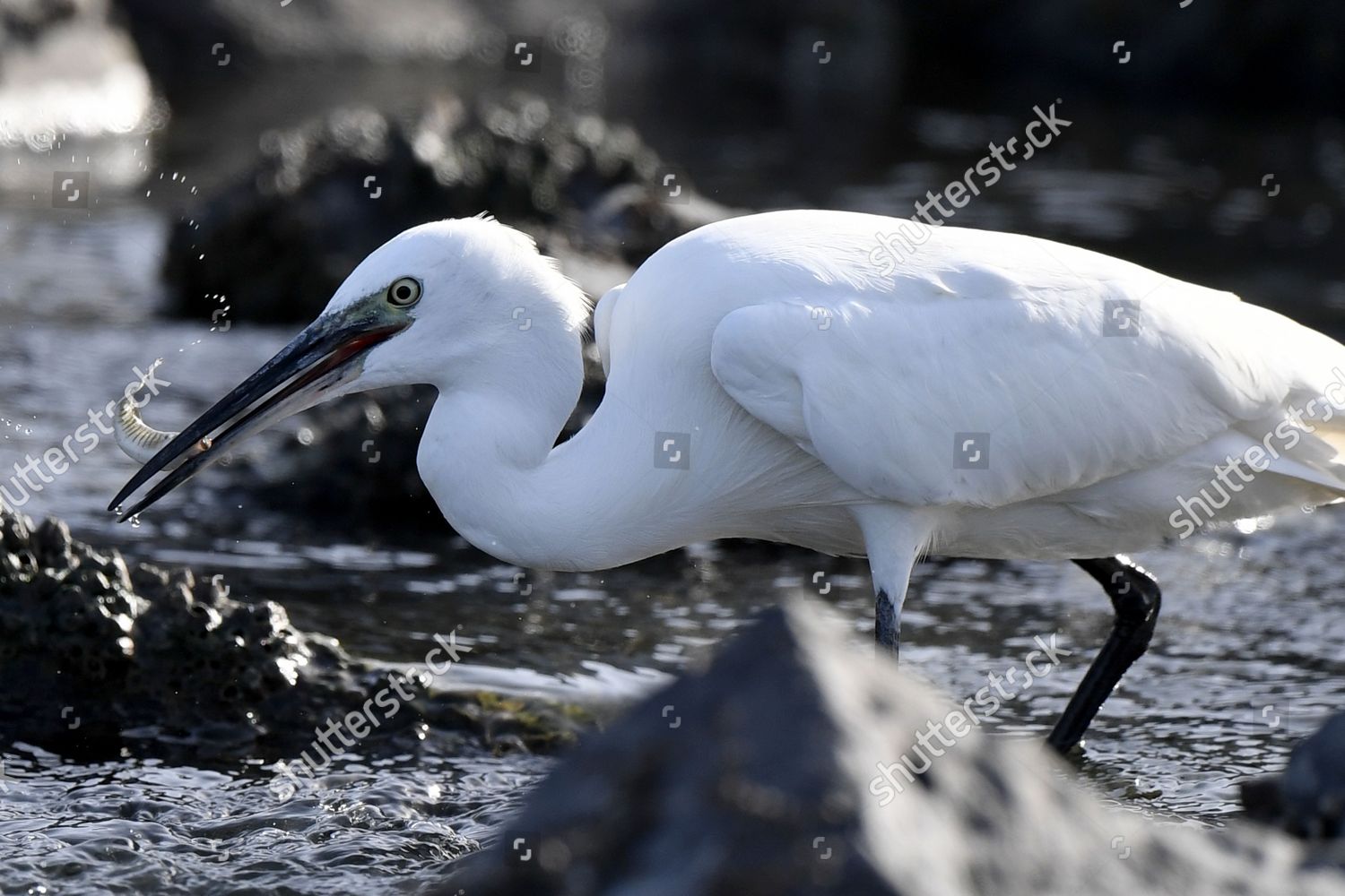 Little Egret Forages Beach Jahra Governorate Editorial Stock Photo ...