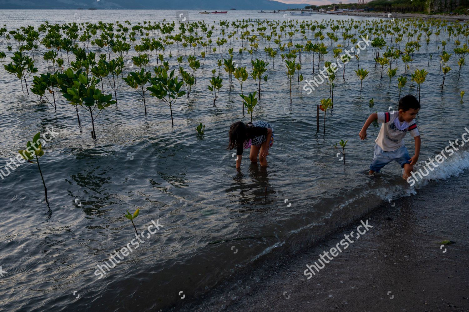 Children Play Among Mangrove Trees That Editorial Stock Photo - Stock ...