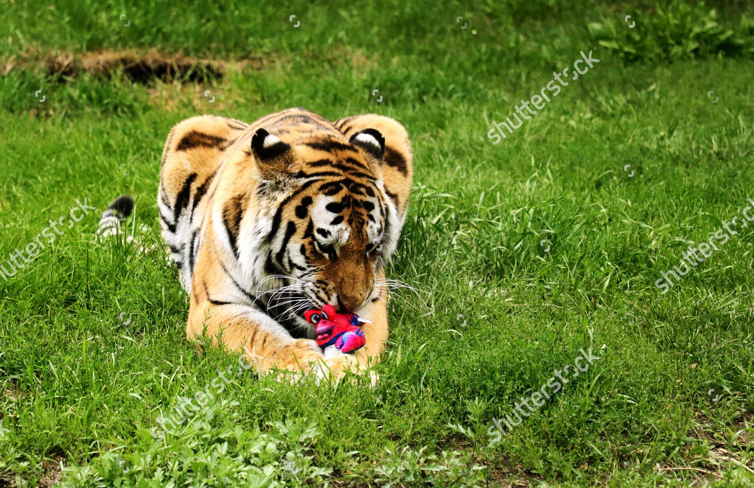 Tiger Panthera Tigris Chewing On Stuffed Editorial Stock Photo - Stock ...