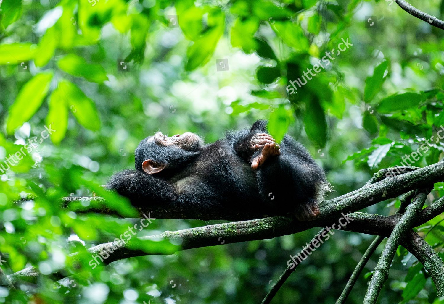 Sleepy Chimp Starts Wakea Yawning Young Editorial Stock Photo - Stock ...