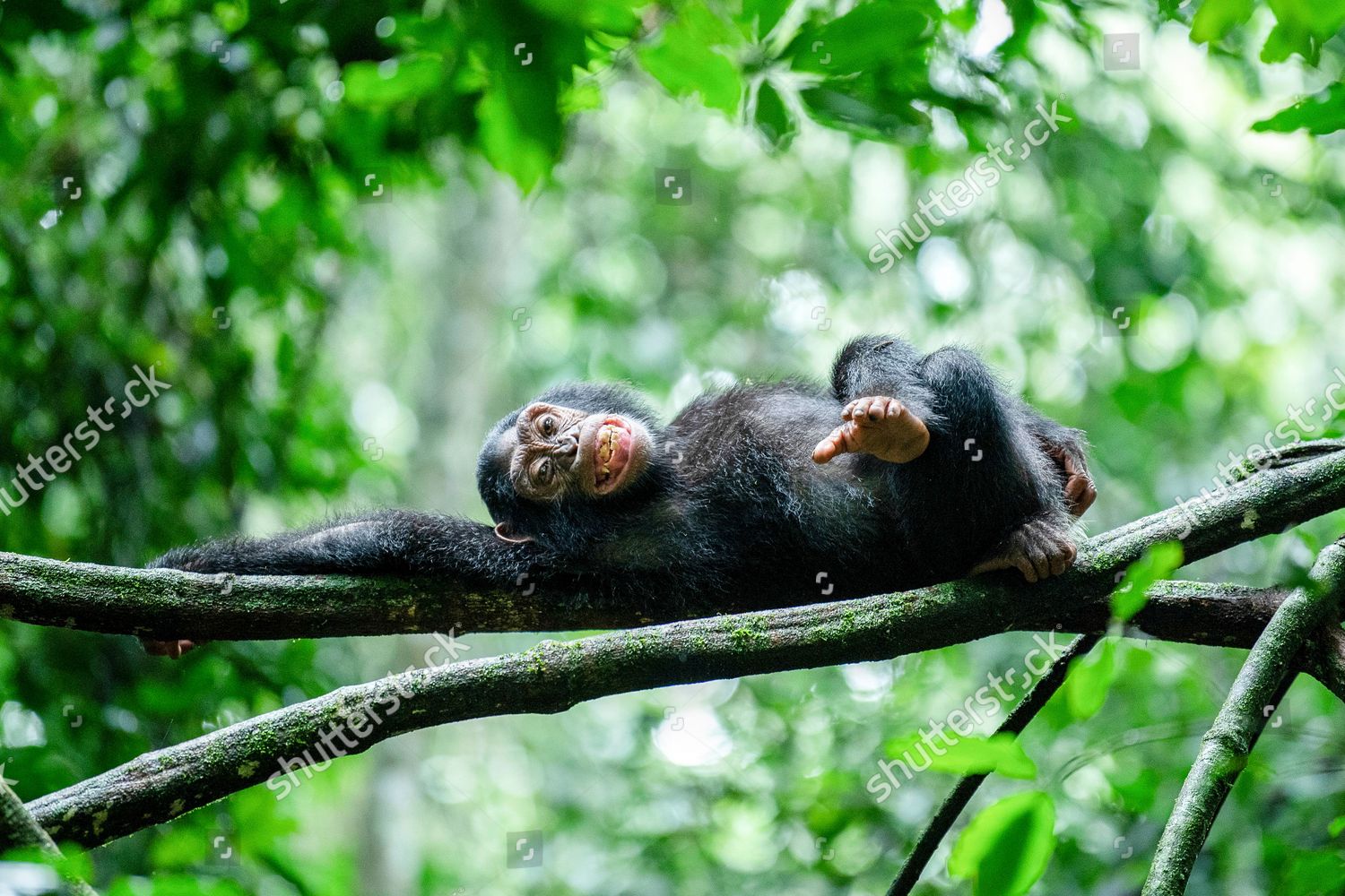 Sleepy Chimp Having Be Caught Yawning Editorial Stock Photo - Stock ...