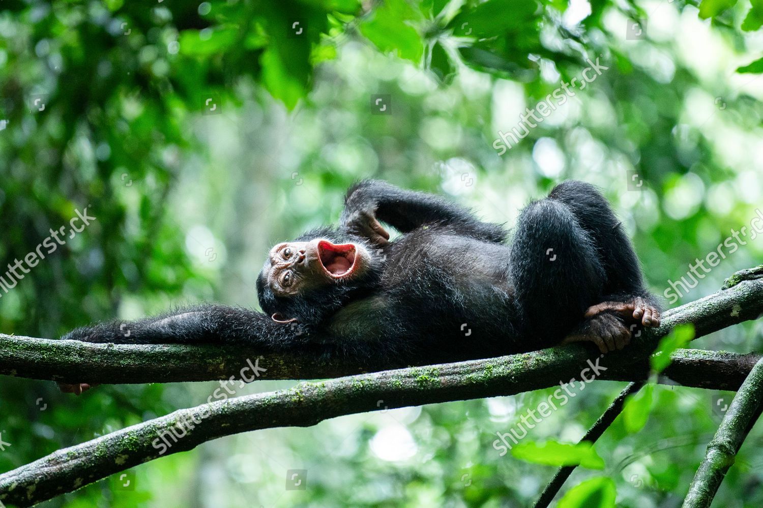 Sleepy Chimp Mid Yawn Starts Spot Editorial Stock Photo - Stock Image ...