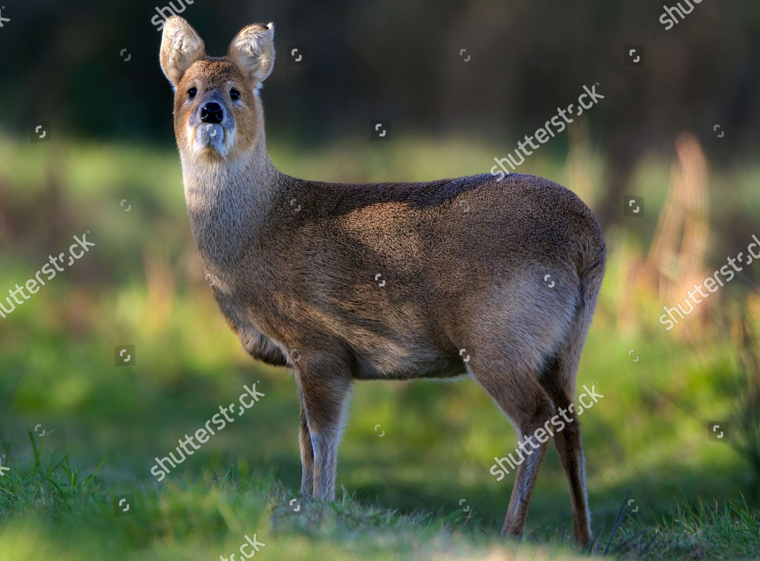 Chinese Water Deer Shows Off Fangs Editorial Stock Photo - Stock Image ...