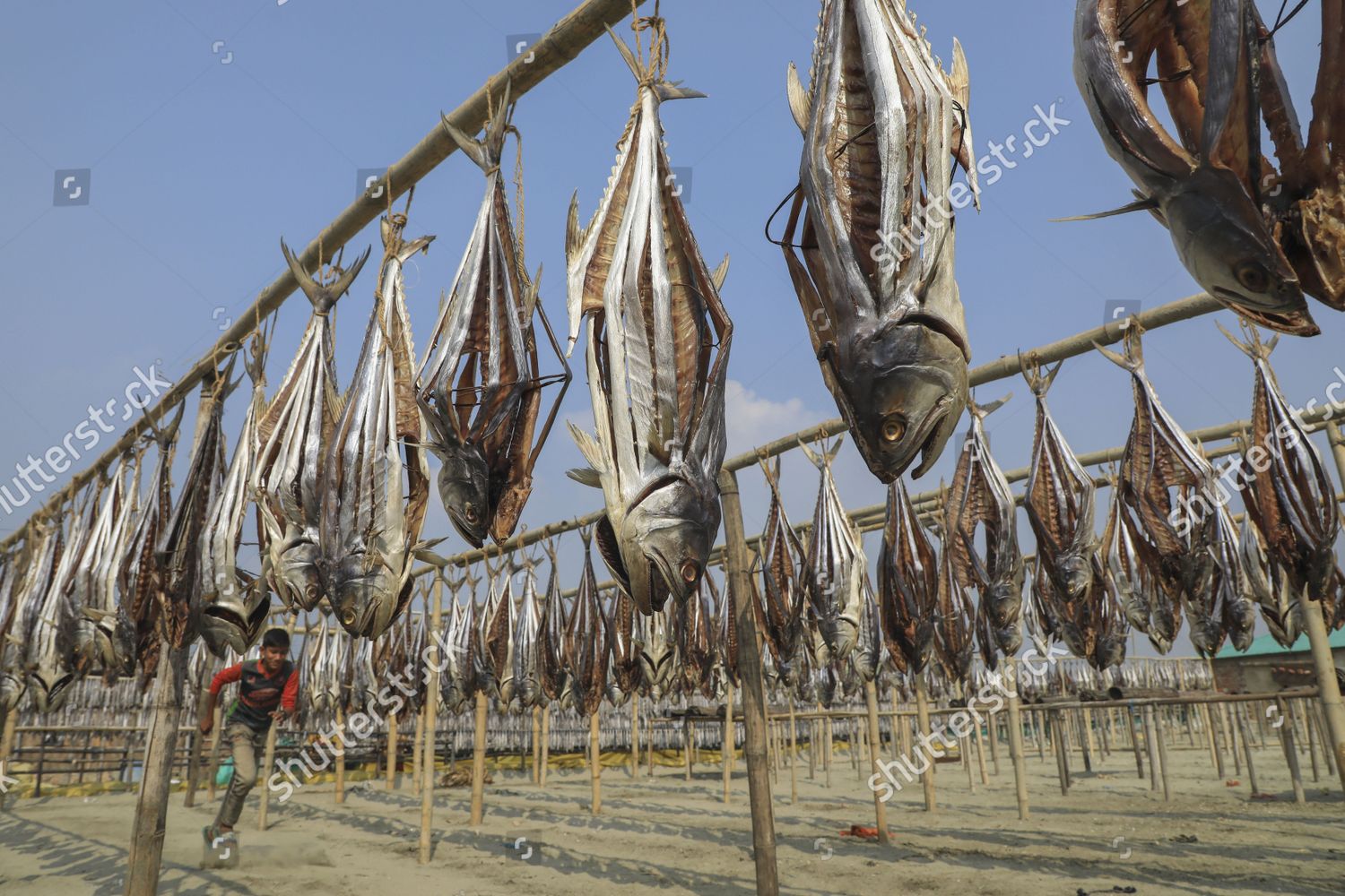 Dry Fish Seen Market Though Wholesale Editorial Stock Photo - Stock ...