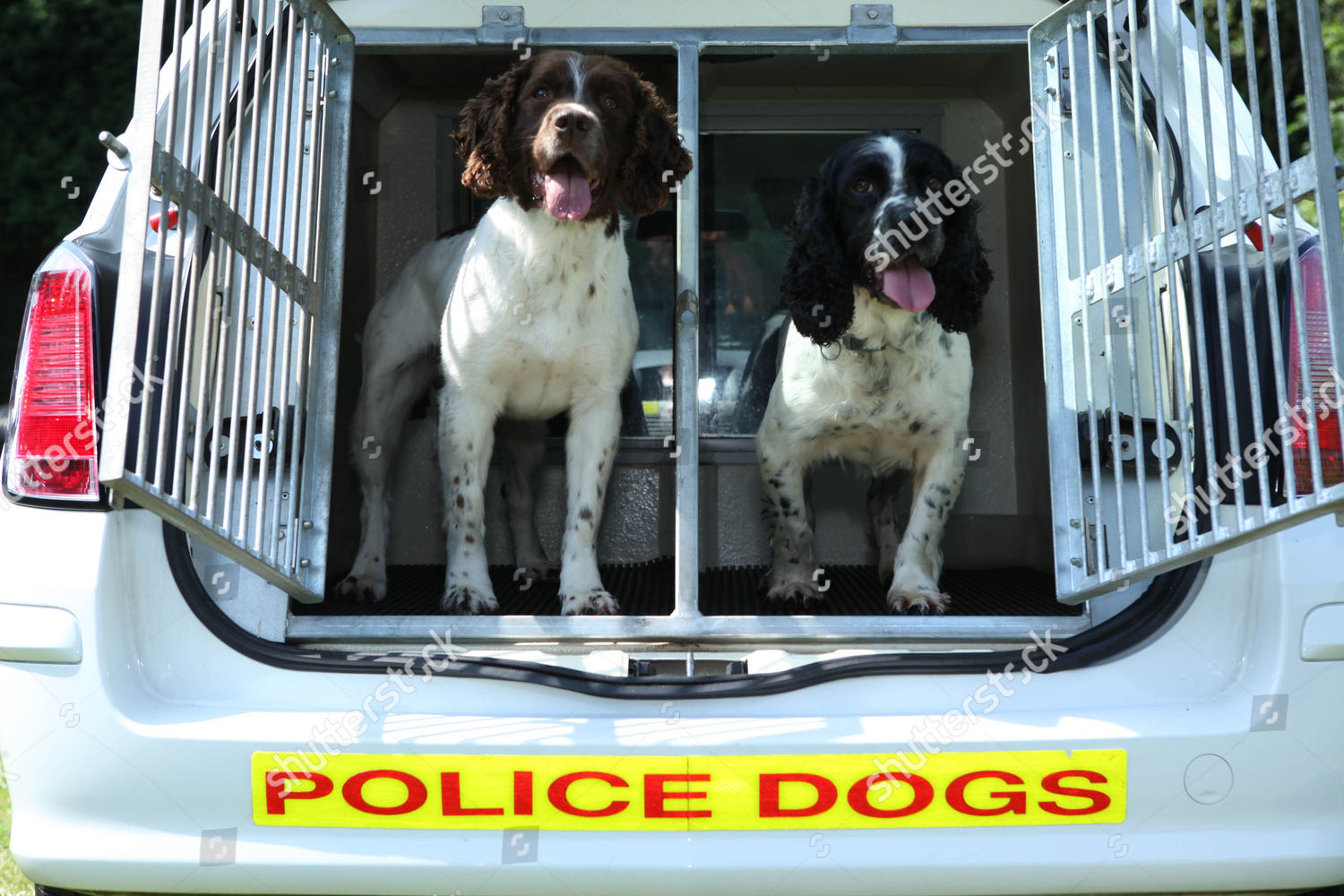 Pictured Police Spaniel Colin Smut Editorial Stock Photo - Stock Image ...