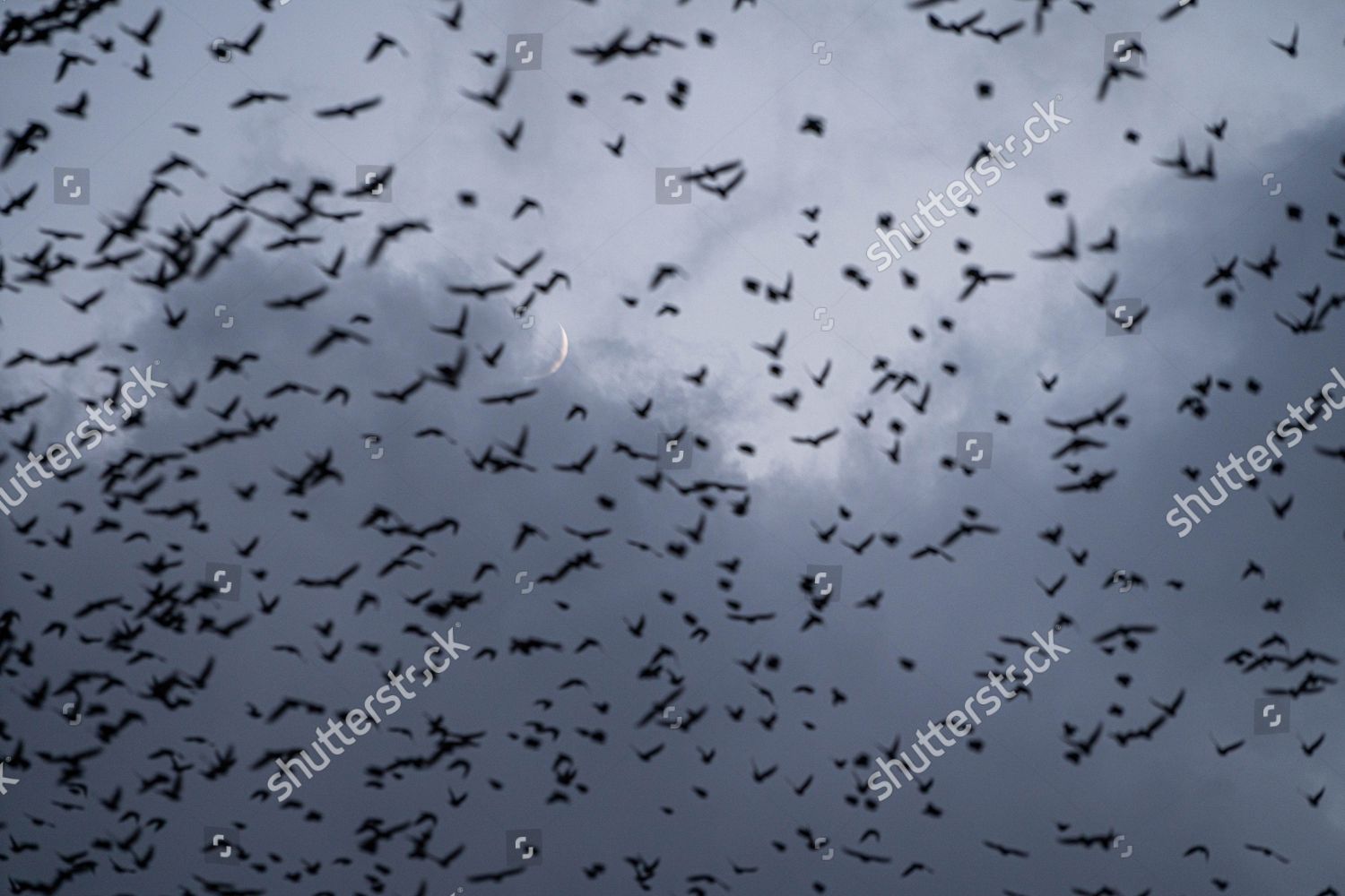 Murmuration Starlings Fly Sunset Over Rome Editorial Stock Photo ...