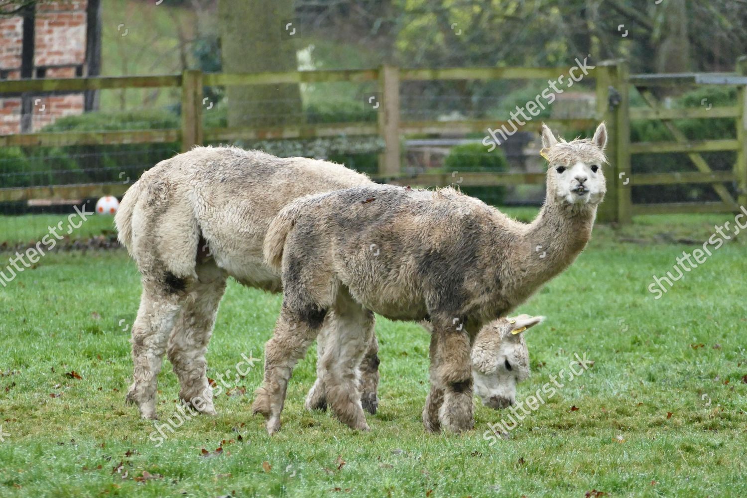 Muddy Alpacas Rain Editorial Stock Photo - Stock Image | Shutterstock