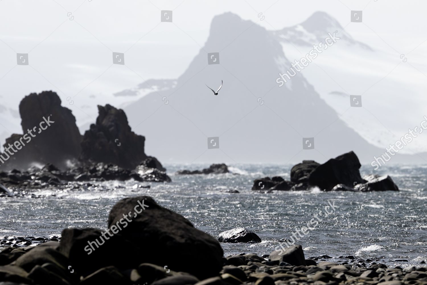 Coast Fildes Bay Rey Jorge Island Editorial Stock Photo - Stock Image ...