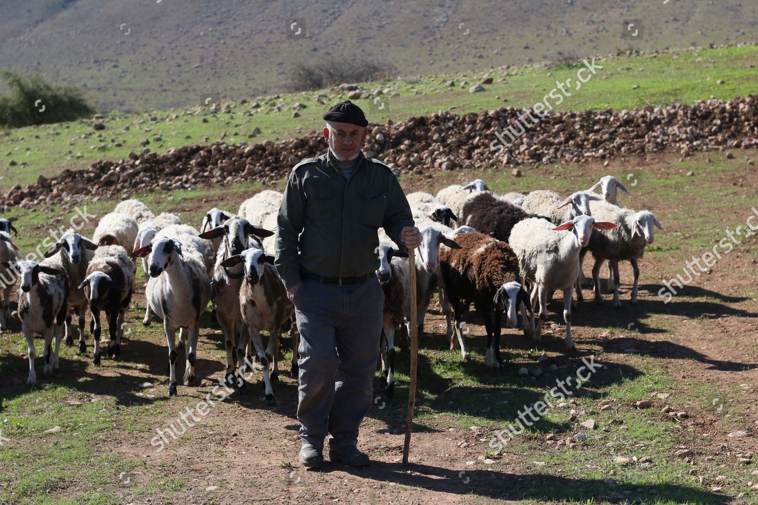 Palestinian Shepherd Herds His Flock Village Editorial Stock Photo ...