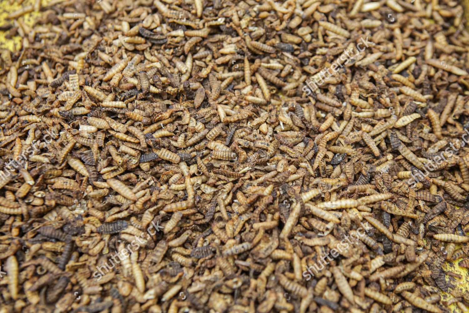 Dried Black Soldier Fly Larvae Farm Editorial Stock Photo - Stock Image ...