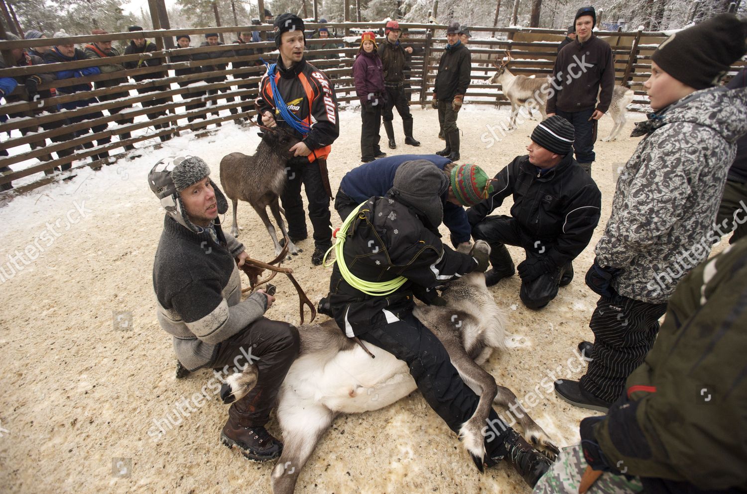 Removing Antlers Castrating Reindeer Editorial Stock Photo - Stock ...