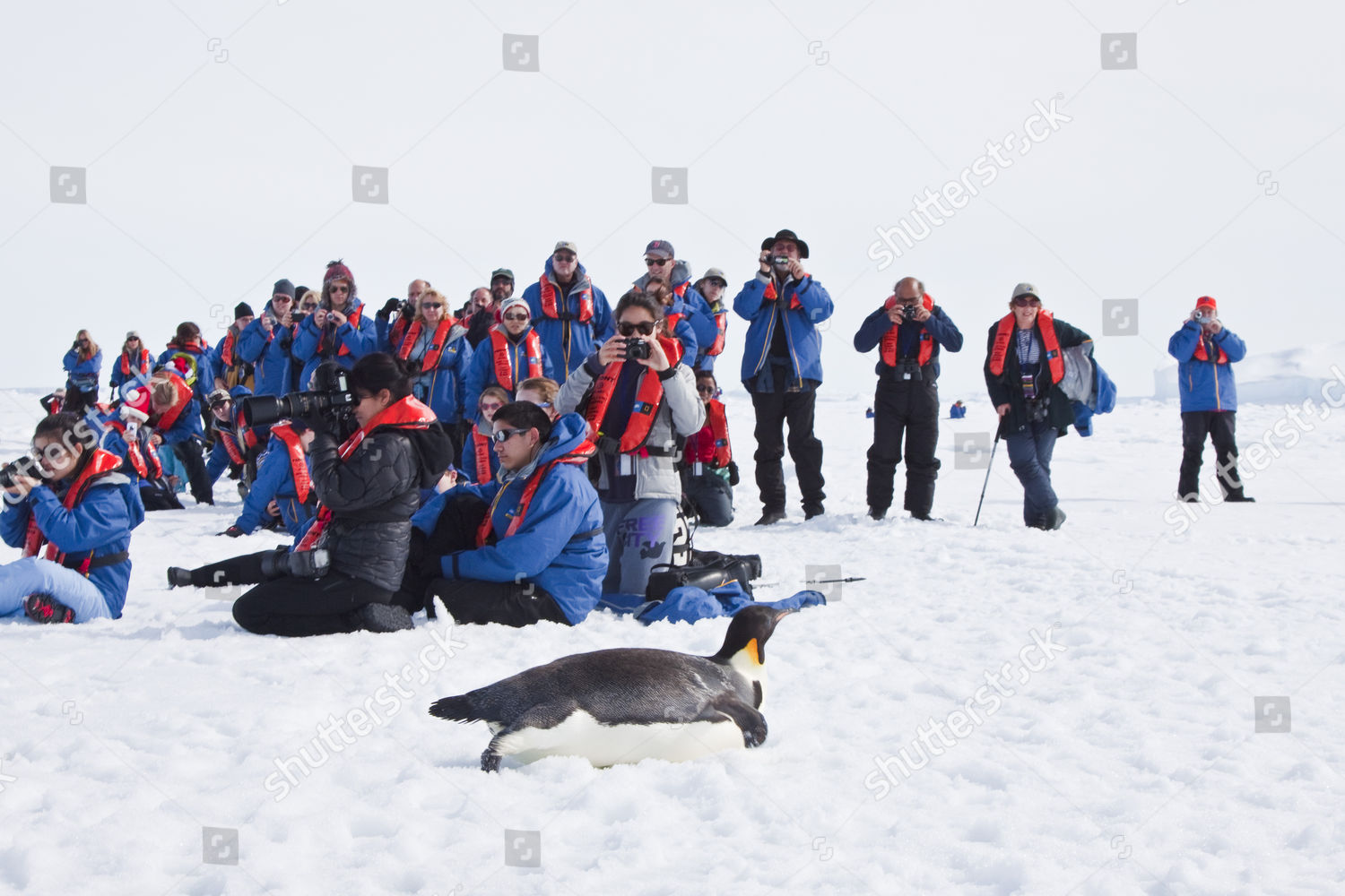 Adult Emperor Penguin Aptenodytes Forsteri Tobogganing Editorial Stock ...