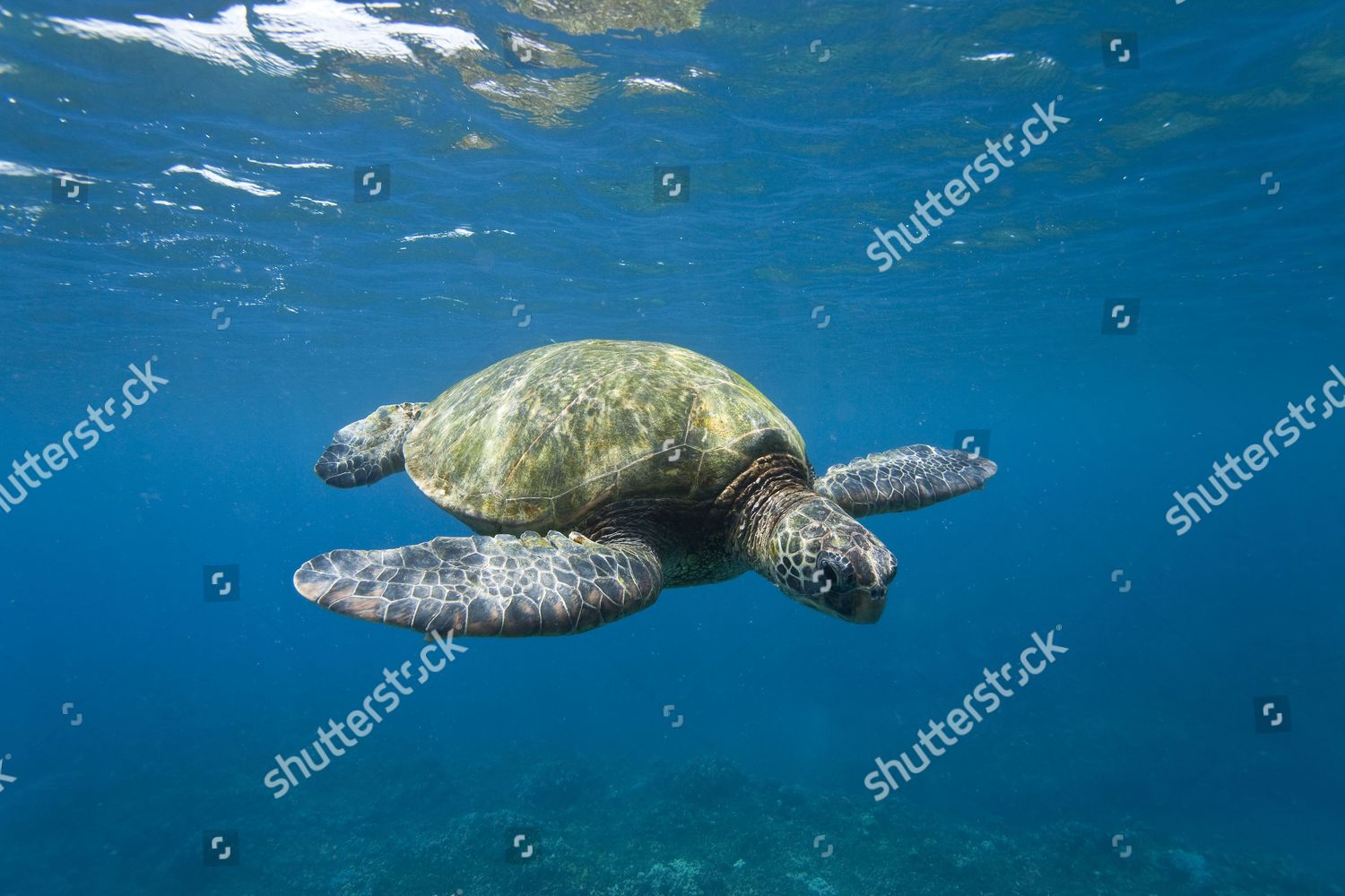Adult Green Sea Turtle Chelonia Mydas Editorial Stock Photo - Stock ...