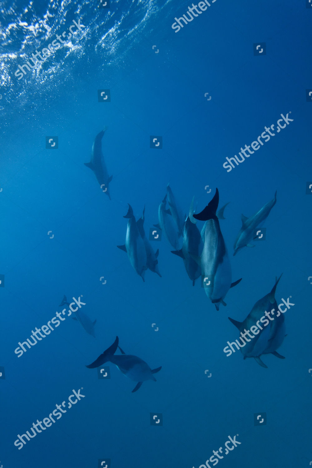 Hawaiian Spinner Dolphin Pod Stenella Longirostris Editorial Stock ...