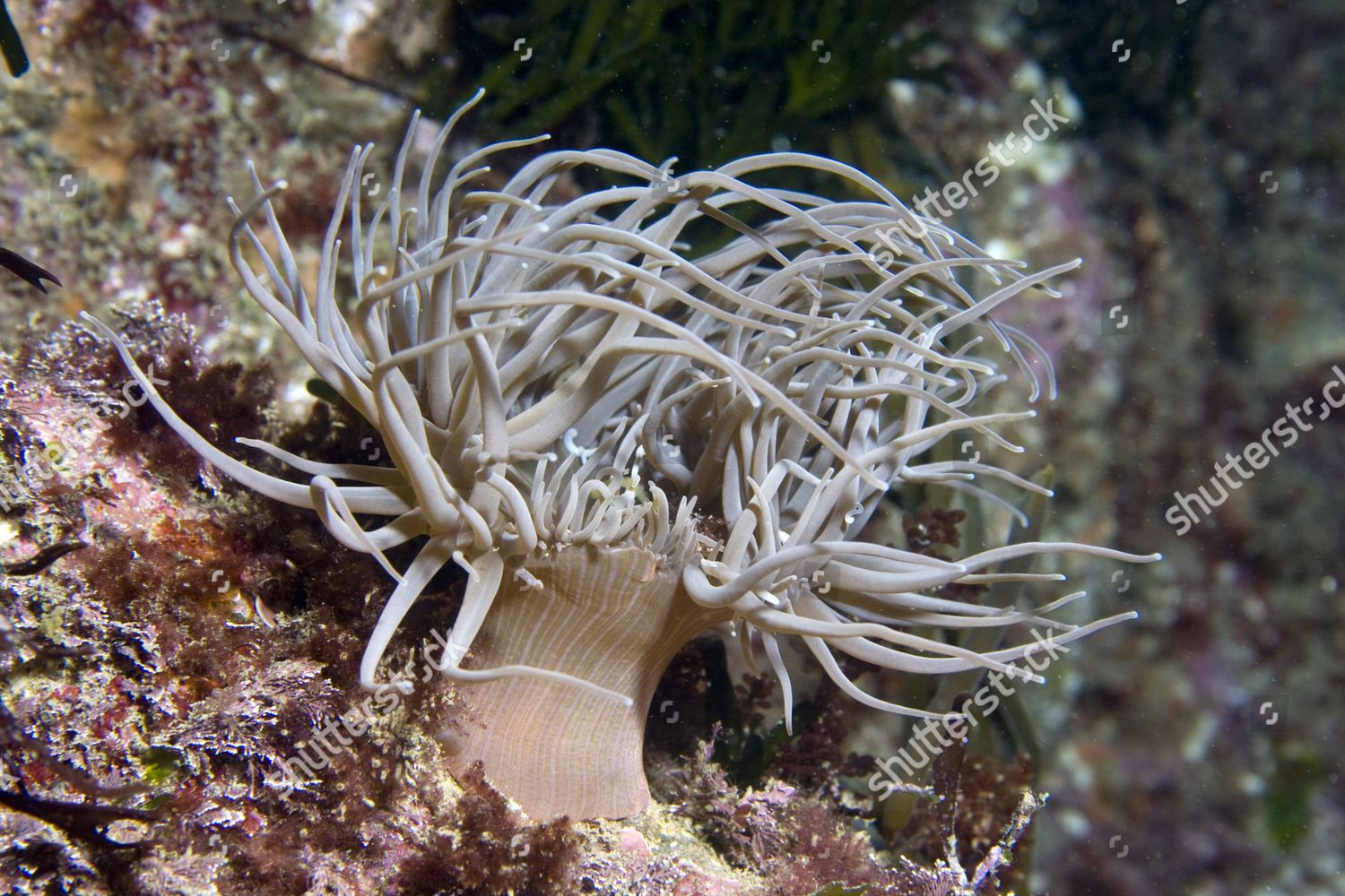 Snakelocks Anemone Anemonia Viridis Editorial Stock Photo - Stock Image ...