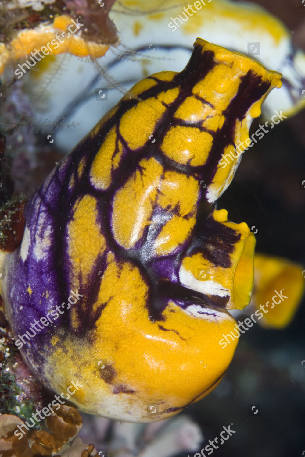 Seasquirt Polycarpa Aurata Editorial Stock Photo - Stock Image ...