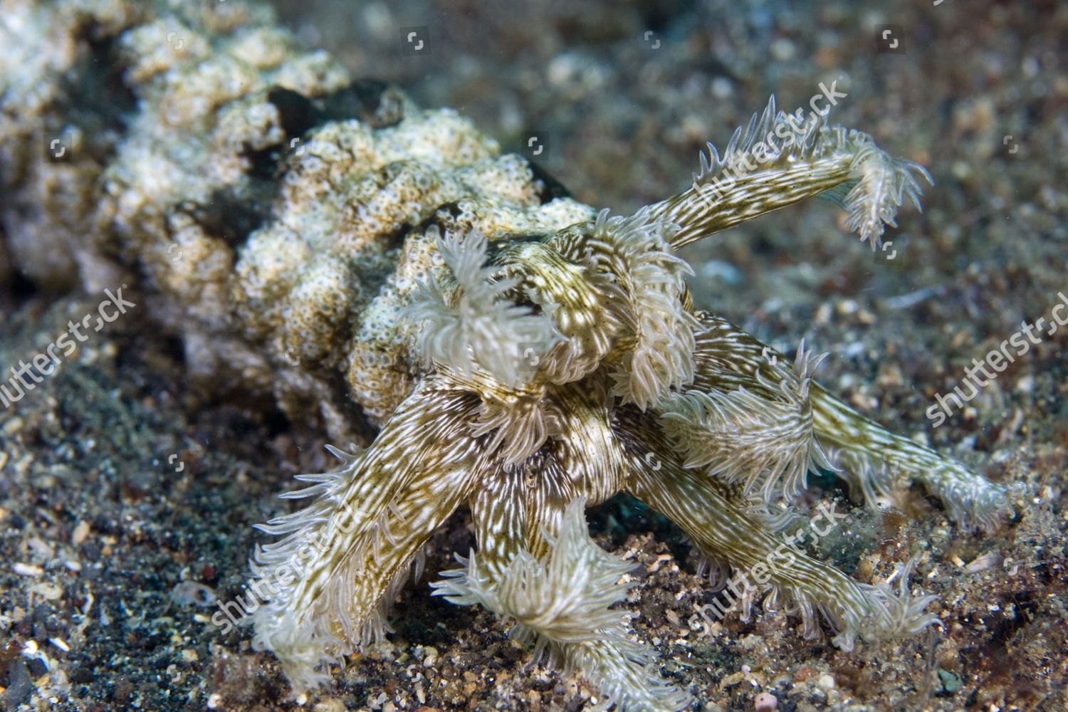 Feeding Tentacles Sea Cucumber Synapta Maculata Editorial Stock Photo ...