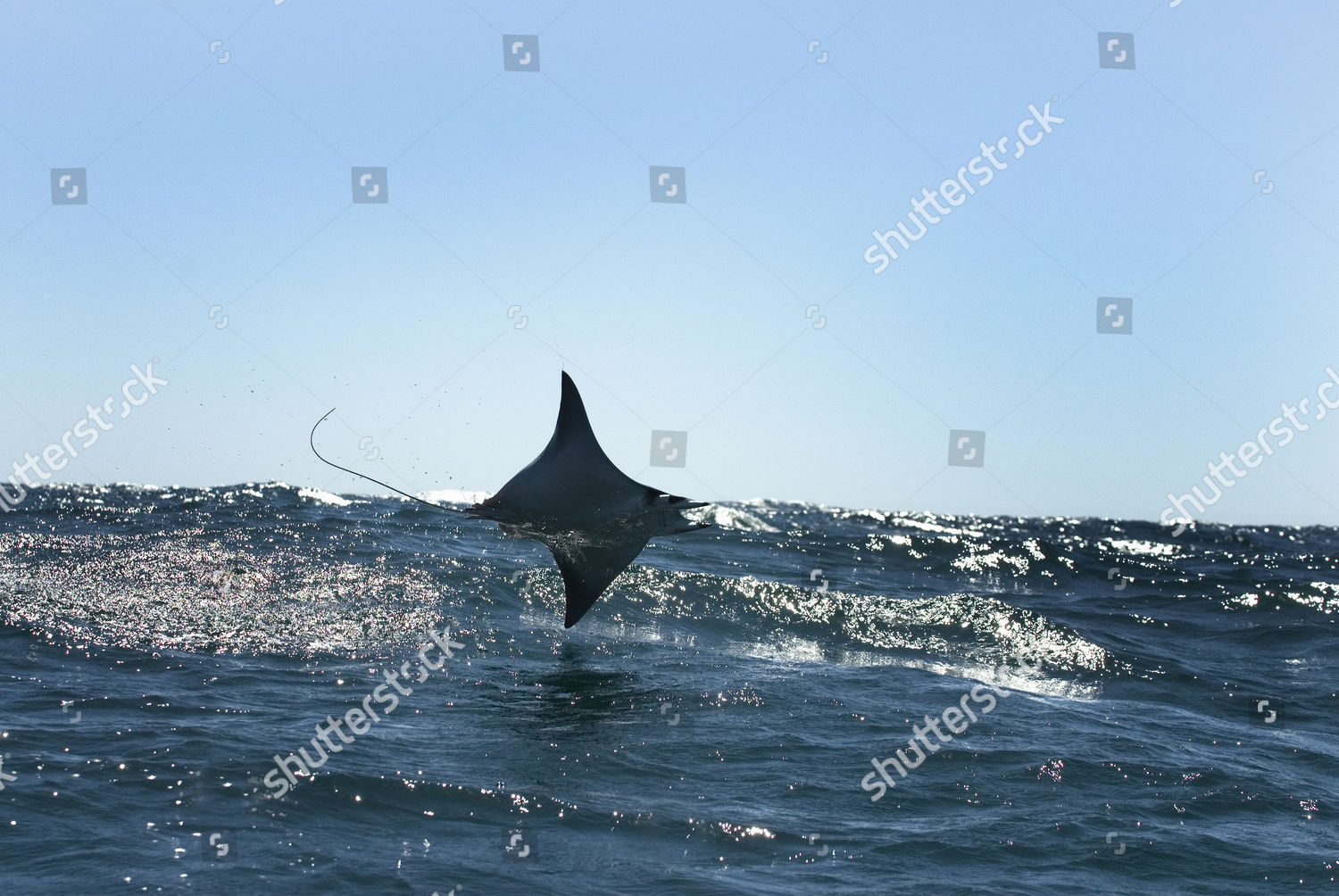 Mobula Ray Mobula Japonica Mobula Leaps Editorial Stock Photo - Stock ...