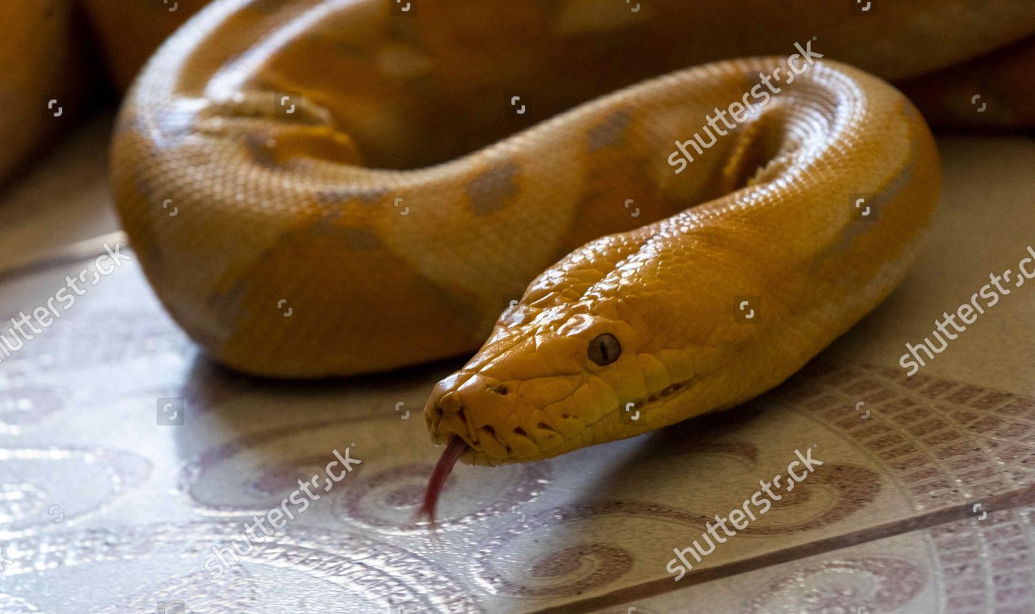 Albino Reticulated Python Malayopython Reticulatus Seen Editorial Stock ...