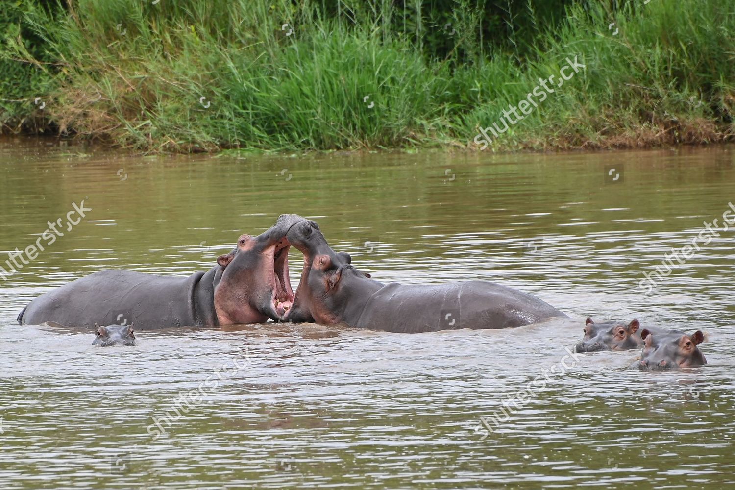 Hippo Juveniles Playing Editorial Stock Photo - Stock Image | Shutterstock