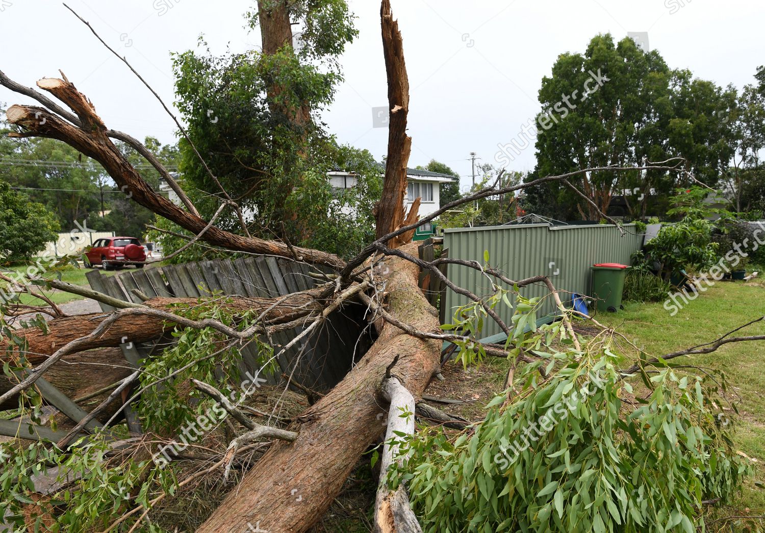 FALLEN TREE STORM DAMAGE SEEN SUBURB Editorial Stock Photo - Stock ...