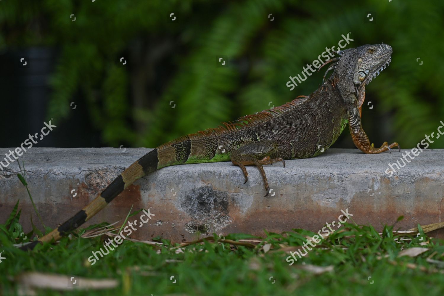 Iguana Seen Inside Zoo Merida Parque Editorial Stock Photo - Stock ...