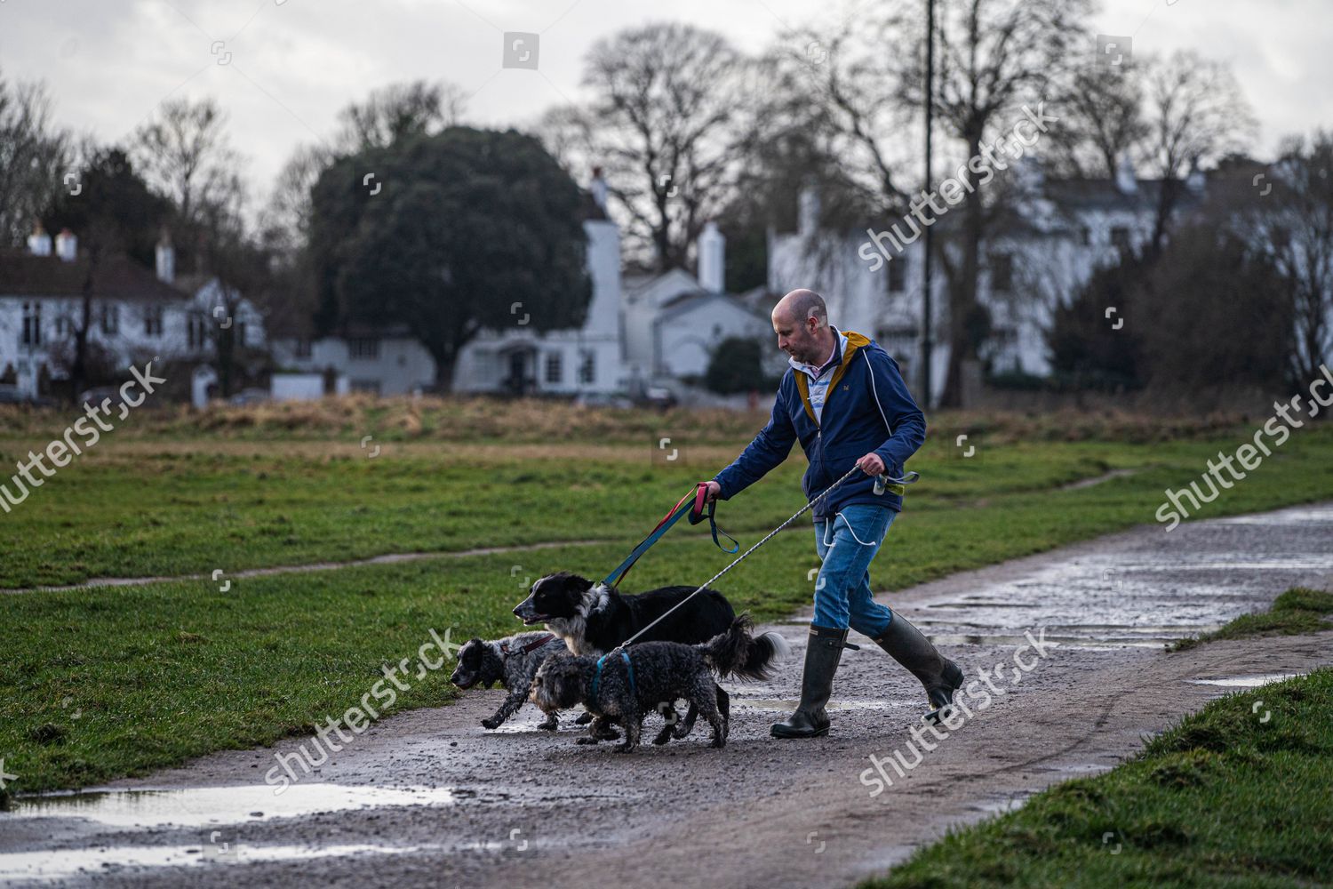 Man Walking His Dogs On Wimbledon Editorial Stock Photo - Stock Image ...