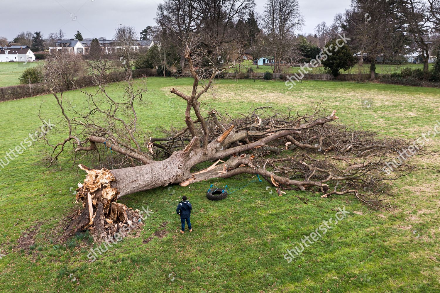 Huge Old Oak Tree Has Fallen Editorial Stock Photo - Stock Image ...