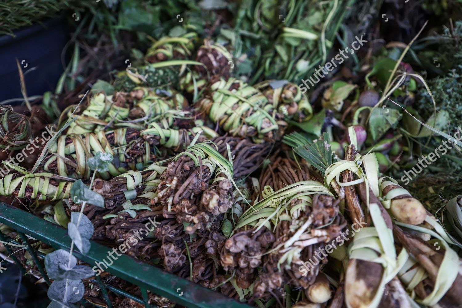 View Plants Locally Known Poha Nana Editorial Stock Photo - Stock Image ...