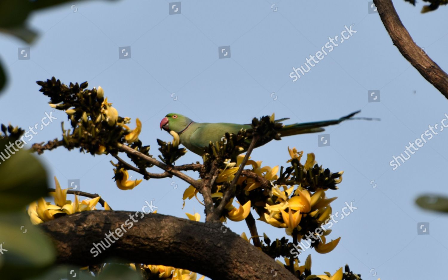 Parrot Seen Yellow Palash Flower Tree Editorial Stock Photo - Stock ...