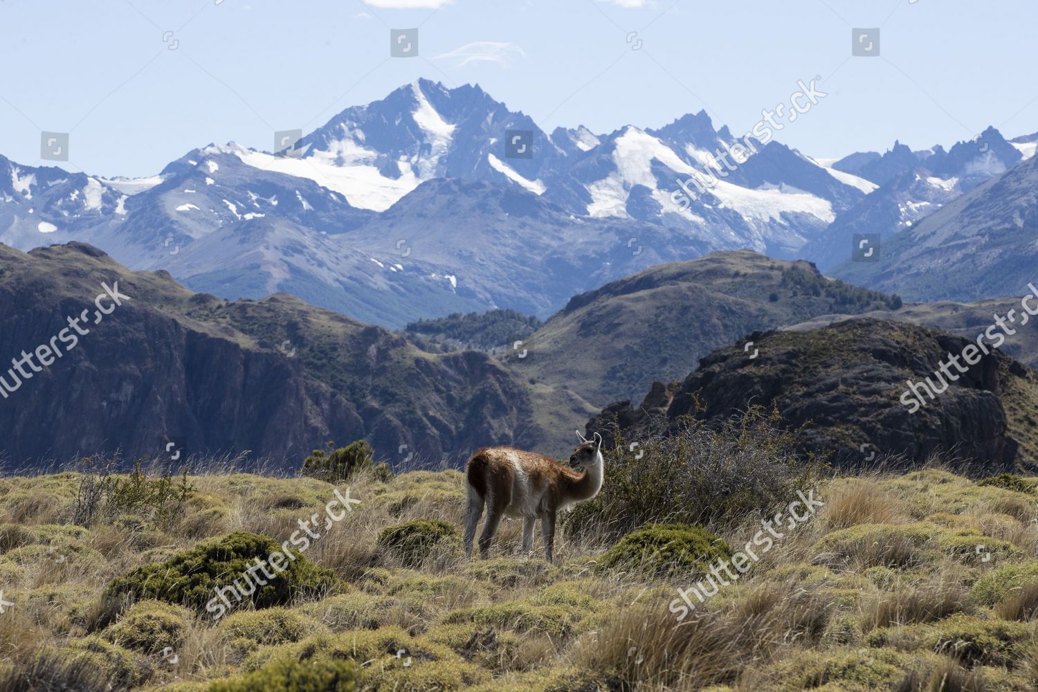 Guanaco Grazes Front Mountain Range Belonging Editorial Stock Photo ...