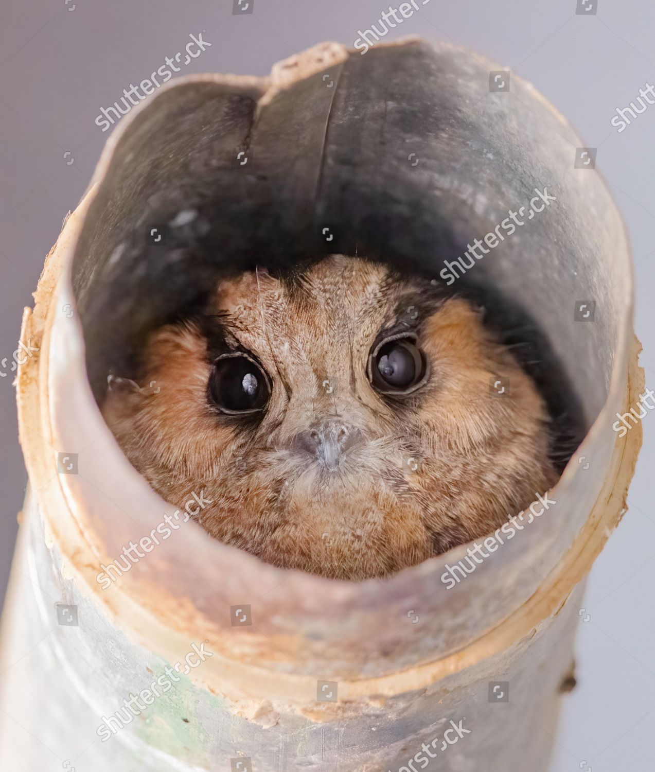 Pictured Nightjar Pipe Owl Pokes Head Editorial Stock Photo - Stock ...