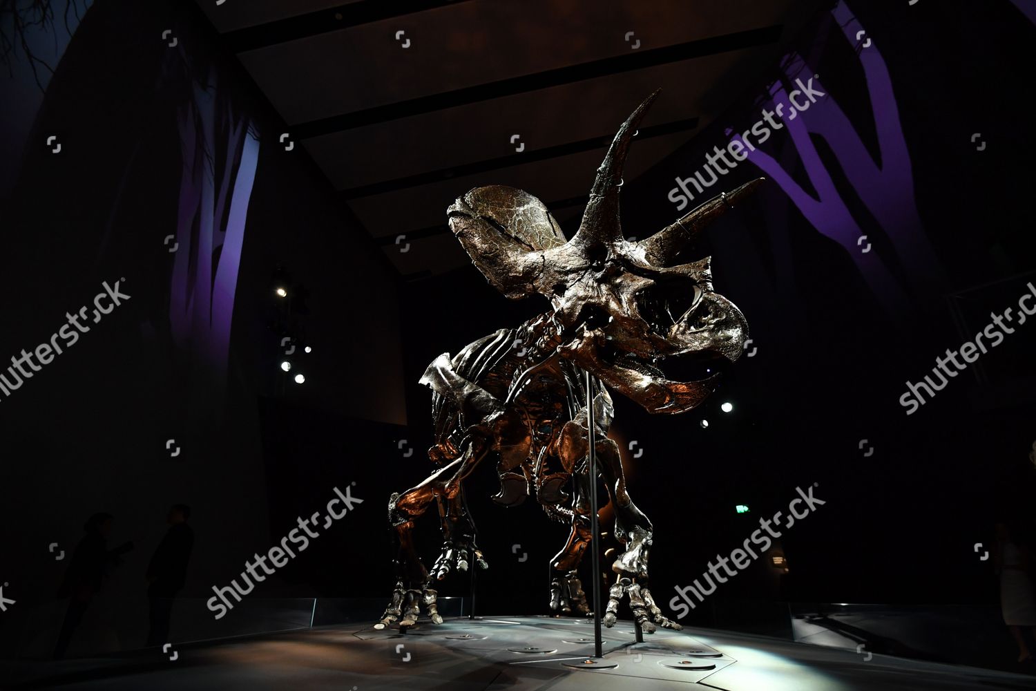 Horridus Worlds Most Complete Triceratops Fossil Editorial Stock Photo ...