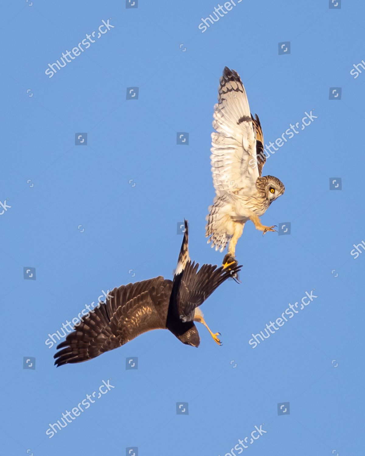 Hawk Stealing Vole Owla Bird Prey Editorial Stock Photo - Stock Image ...