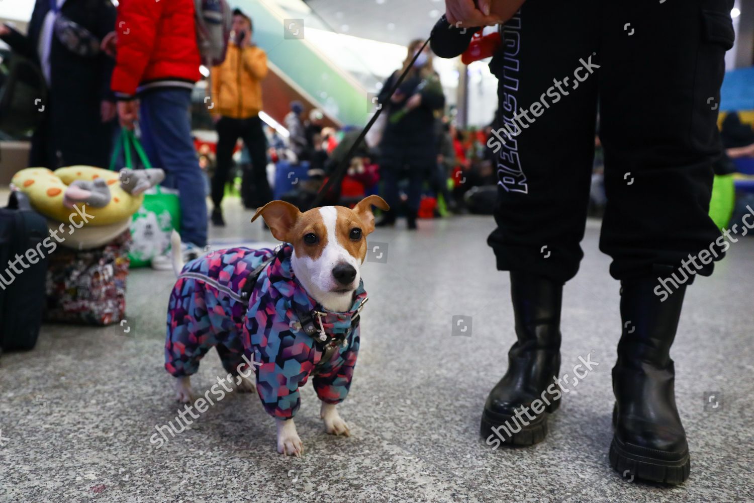 Refugee Dog Which Arrived Ukraine Isseen Editorial Stock Photo - Stock ...