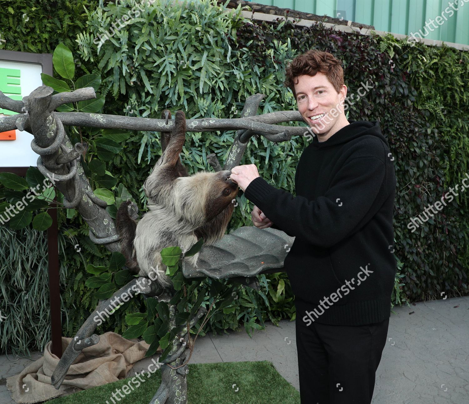Exclusive Shuan White Sloth Editorial Stock Photo - Stock Image ...