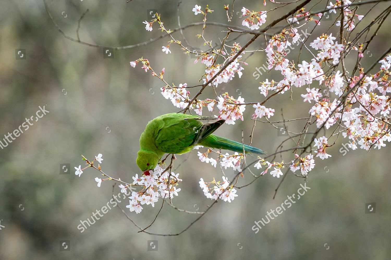 Feral Parakeet Feeds On Blossom Buds Editorial Stock Photo - Stock ...